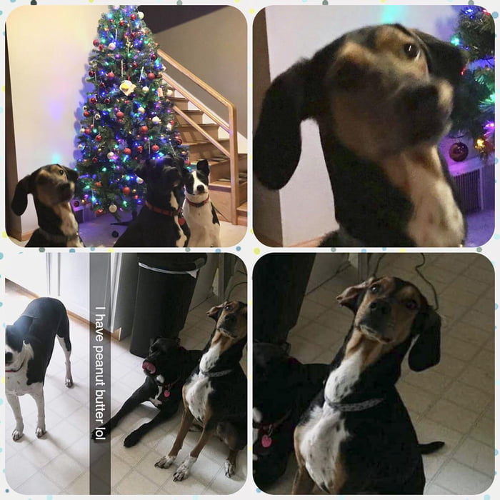 He's just perpetually derpy... - 9GAG