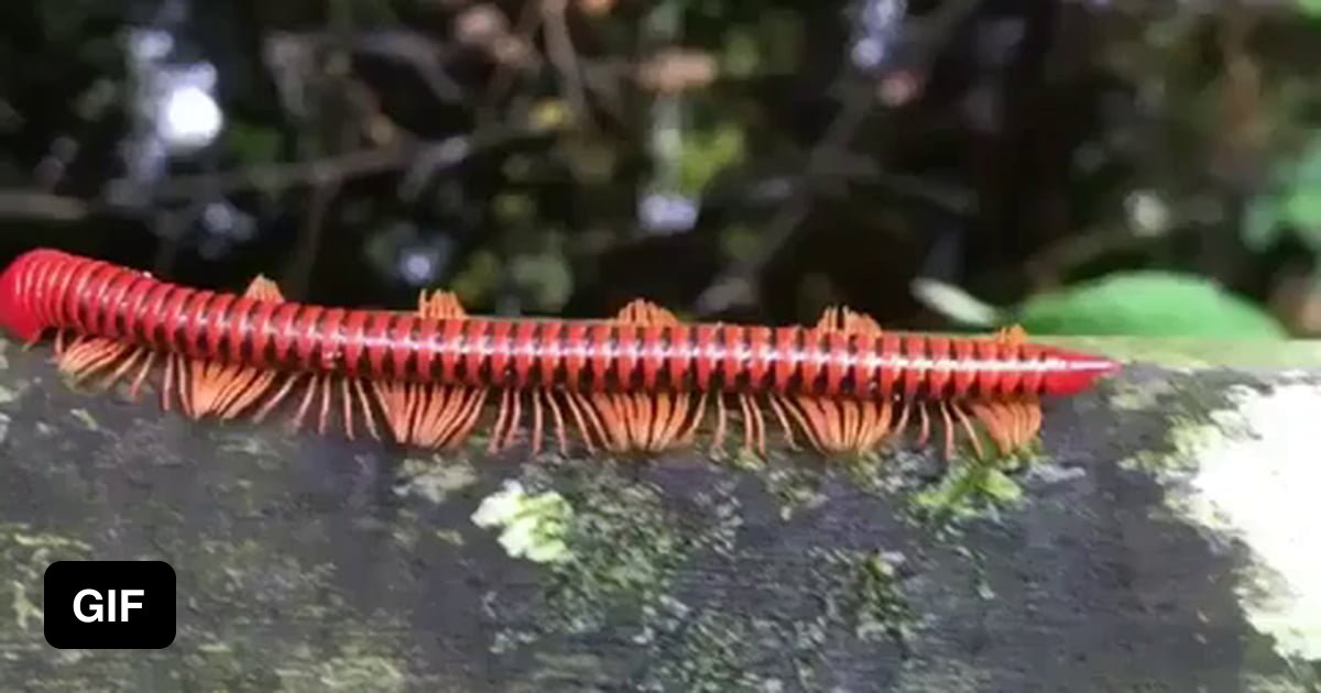 Millipede on the move - 9GAG