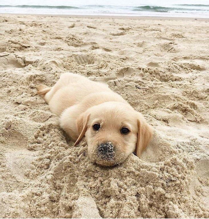 I am a seal pup now - 9GAG