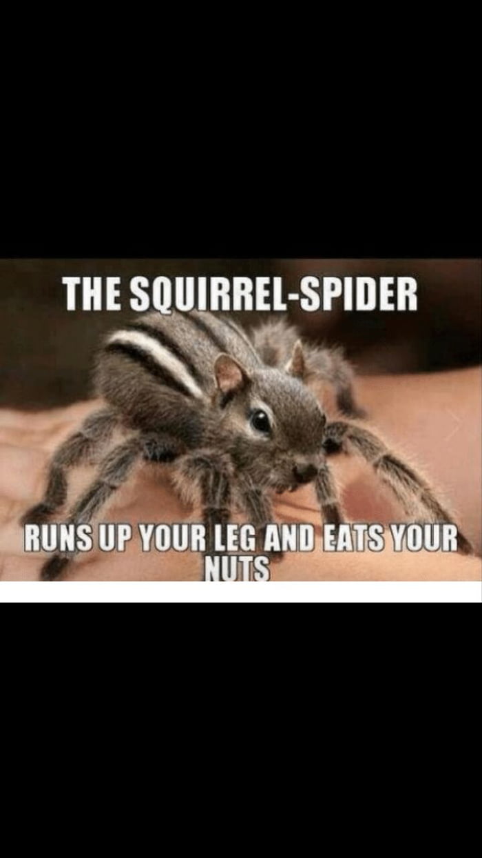 Beware the squirrel-spider - 9GAG