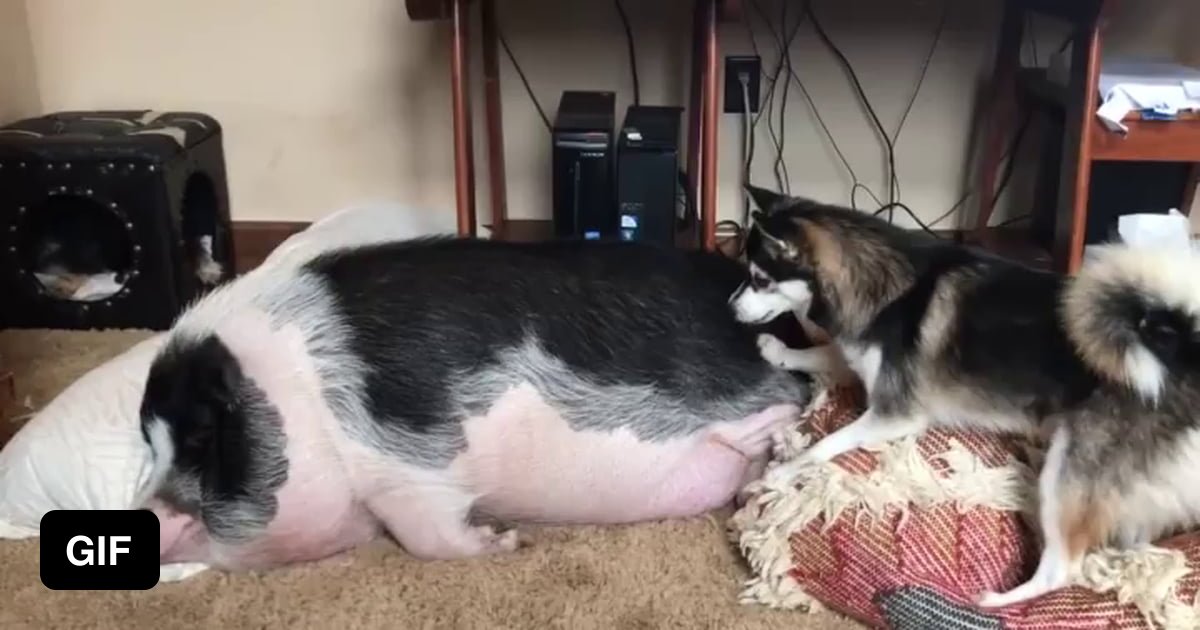 Husky pupper wants to play with sleeping pig - 9GAG