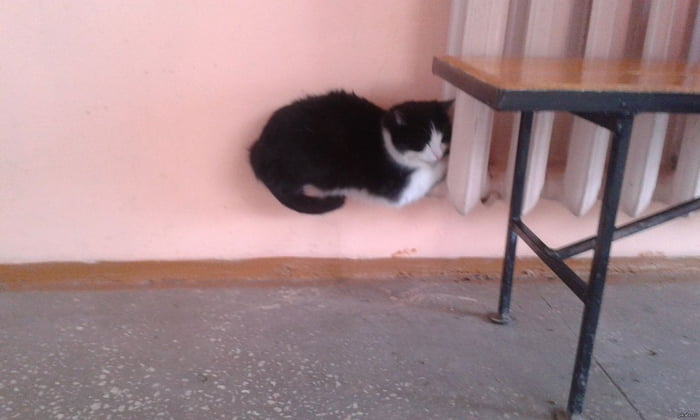 Just a levitating cat, keep scrolling - 9GAG