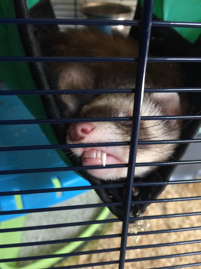 Derpy Ferret - 9GAG