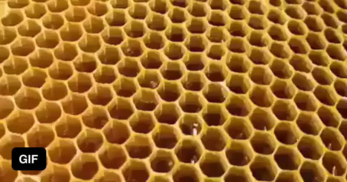 Bee puke, yum - 9GAG