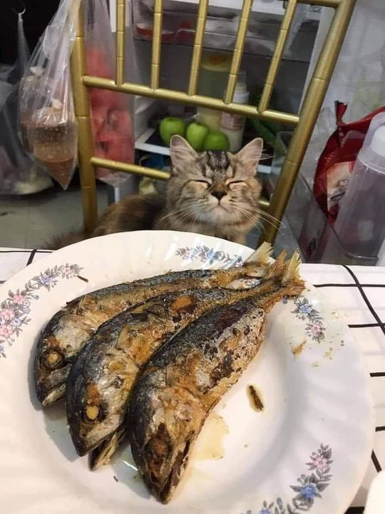 Hmmm something smells fishy? - 9GAG
