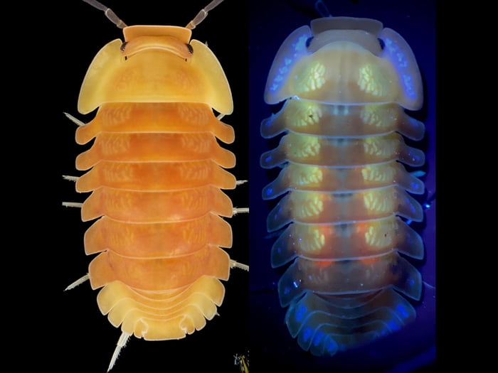 Isopods glow under uv light - 9GAG
