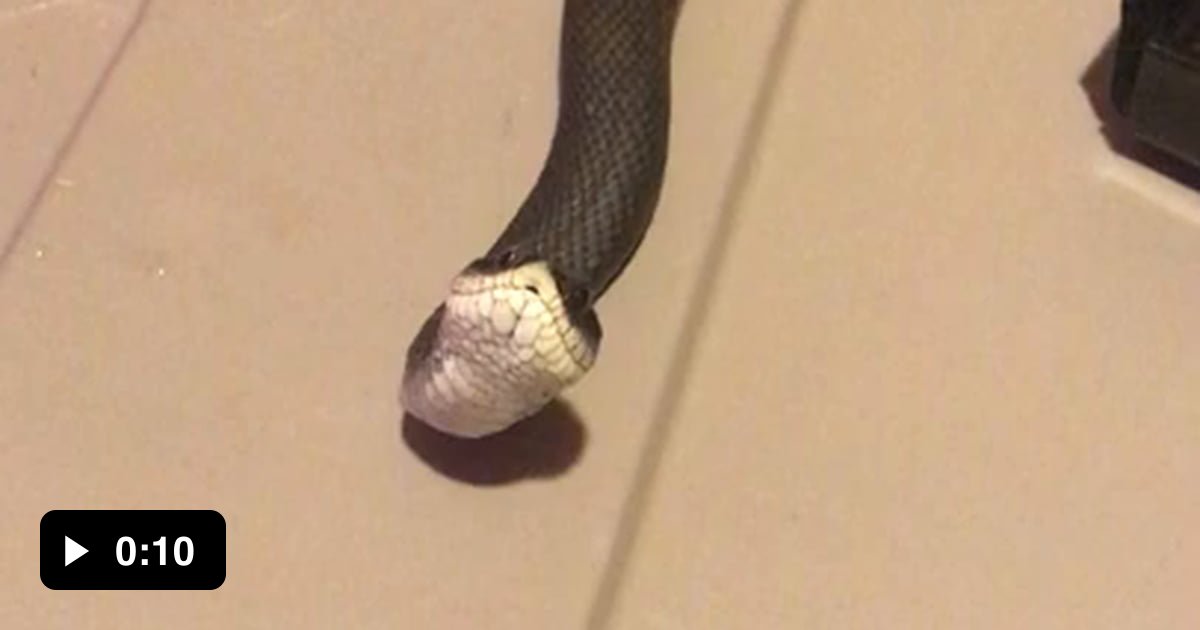 Snake Snake Snaaaake! - 9GAG