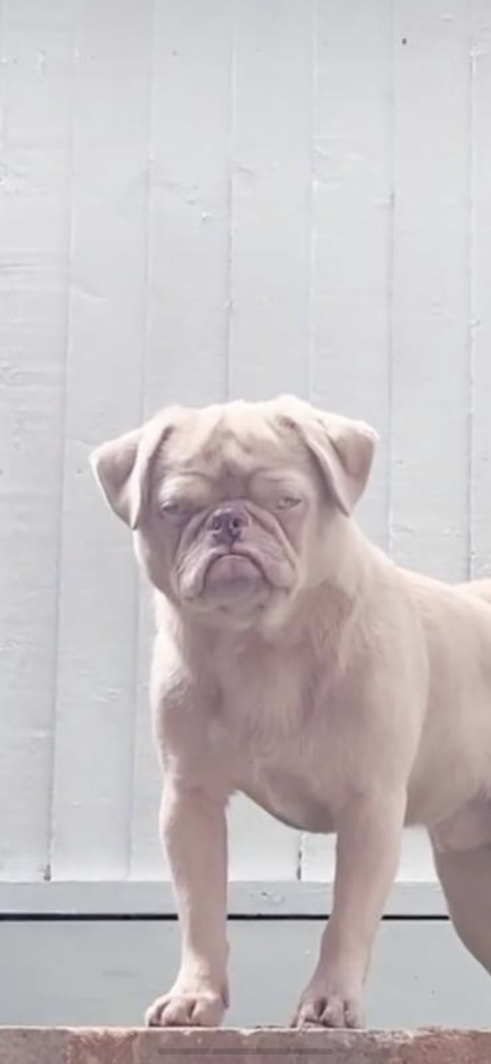 Pug with downs - 9GAG