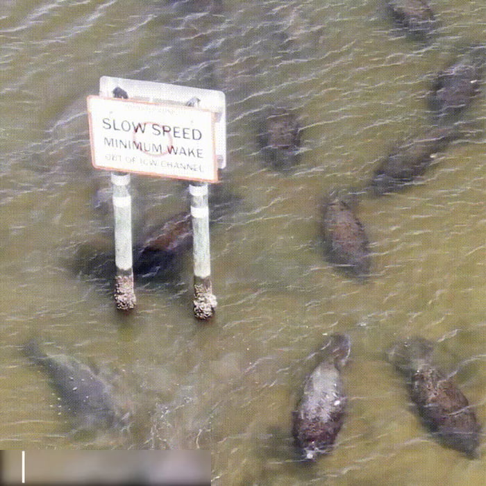 This is why we have "Slow Speed" & "Minimum Wake" signs in Florida - 9GAG