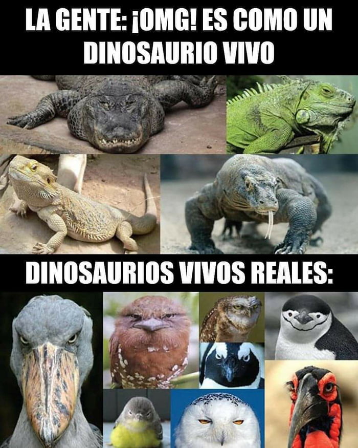 El picozapato si se ve bien prehistórico. - 9GAG
