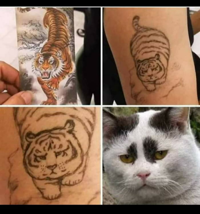 Chonky Tiger - 9GAG