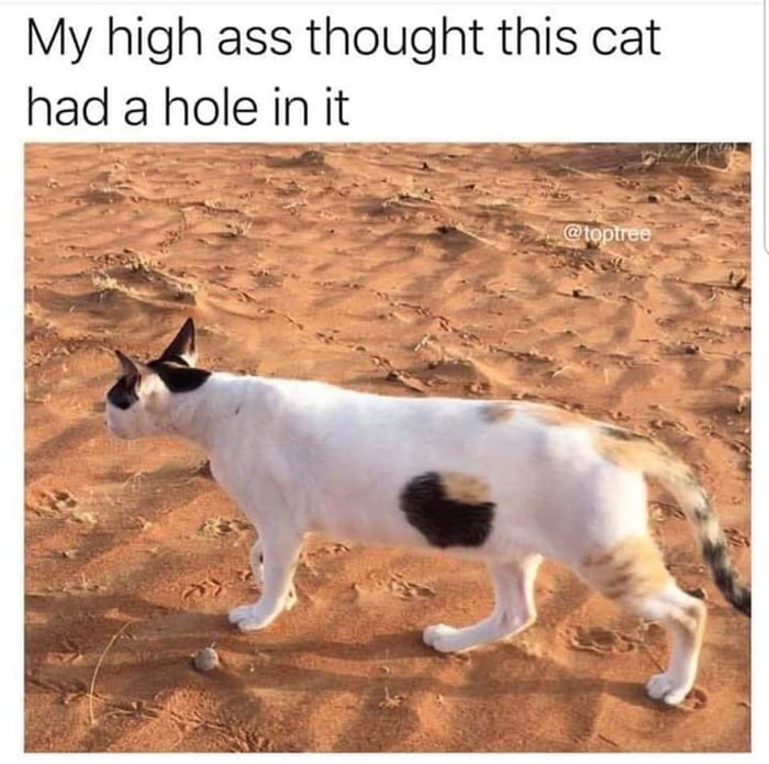 A cat with a hole. - 9GAG