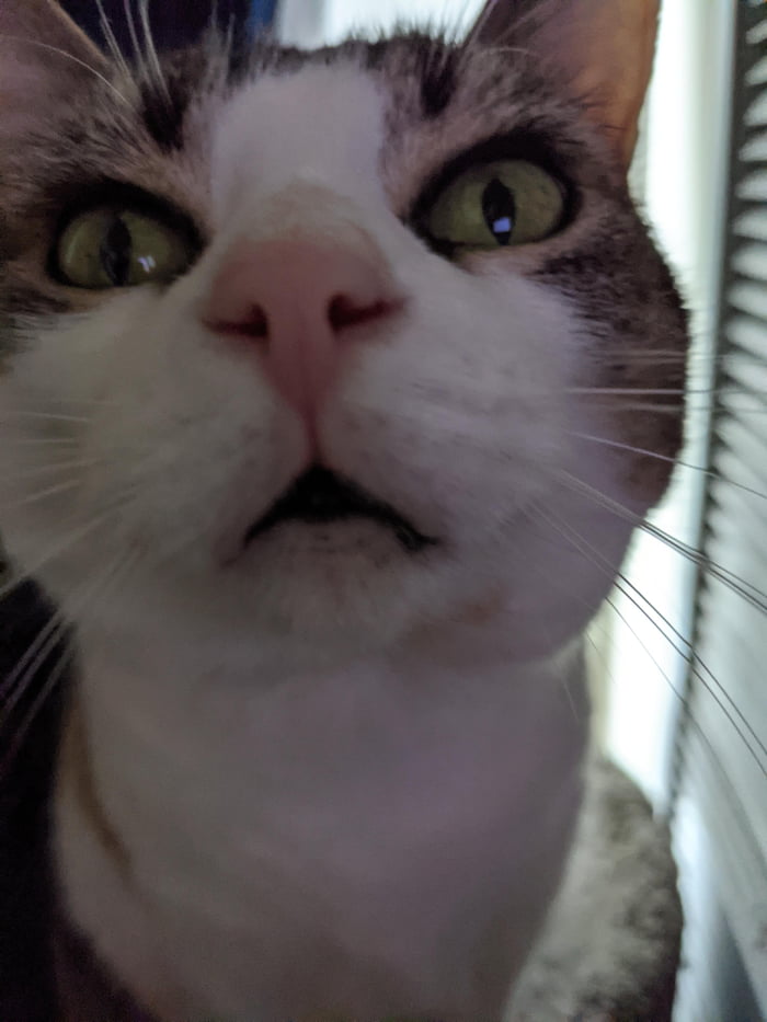 Stella with a big sniff of your face - 9GAG