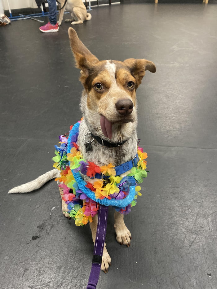 Mah doggo has perma-derp! Distemper survivor with some nerve damage. - 9GAG