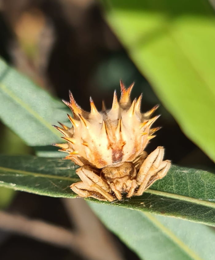 Spikey Nope (Hedgehog Spider) - 9GAG
