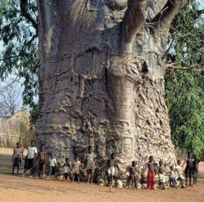 Lovingly named “The Tree of Life” - this 2,000yo South African Tree - 9GAG