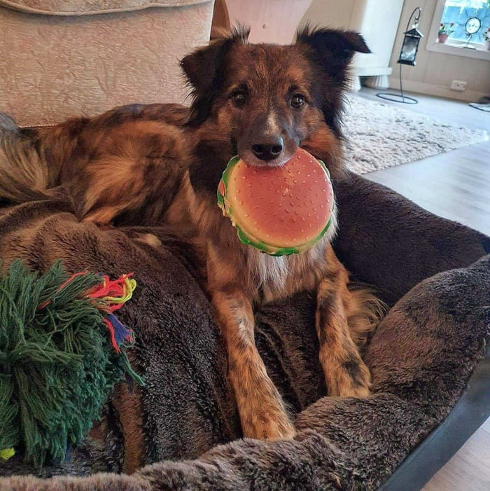 I Just wanted to share a pictute of him with you guys, this is Lòke the ...