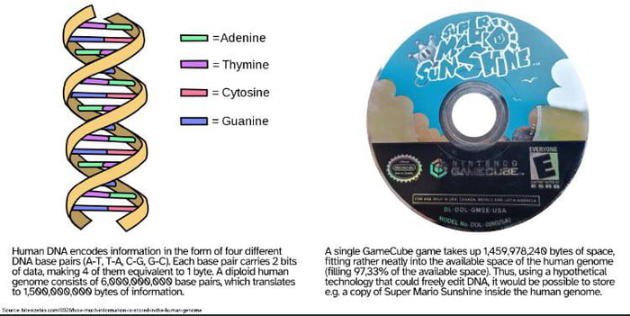Human DNA has enough room for data storage to fit a GameCube game ...