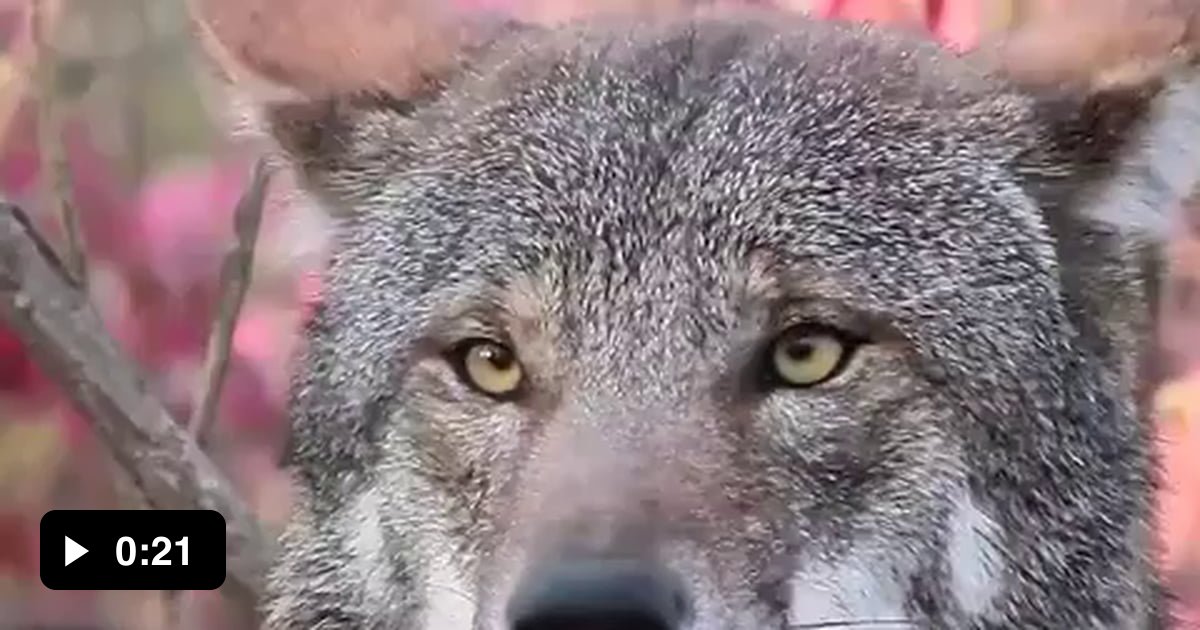 With only 8 red wolves known to remain in the wild, this majestic pupper is more precious than ...