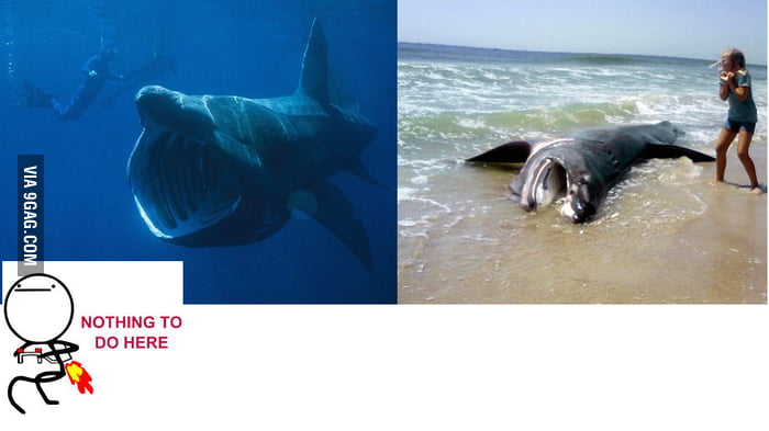 Scary basking shark - 9GAG