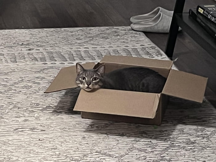 Box cat - 9GAG