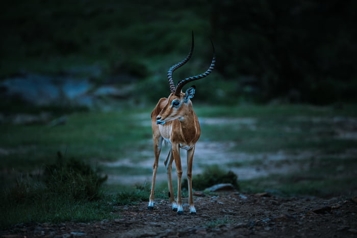 After several cats in a row, it‘s time for something else, so here you ...