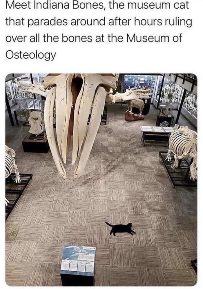 A true bone expert - 9GAG
