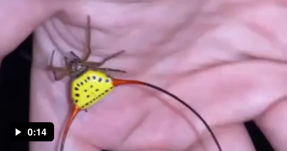 Bull horned spider. - 9GAG