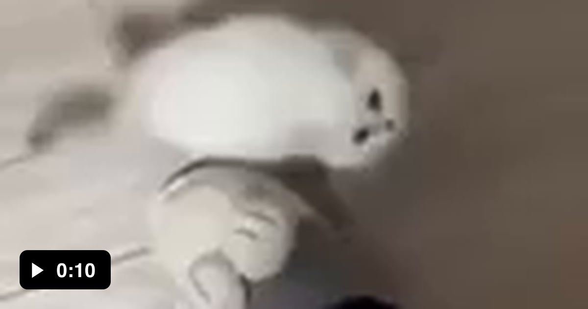 Smol floof on the run from the authorities - 9GAG