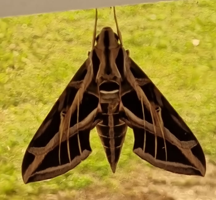 Awesomely cool insect - 9GAG