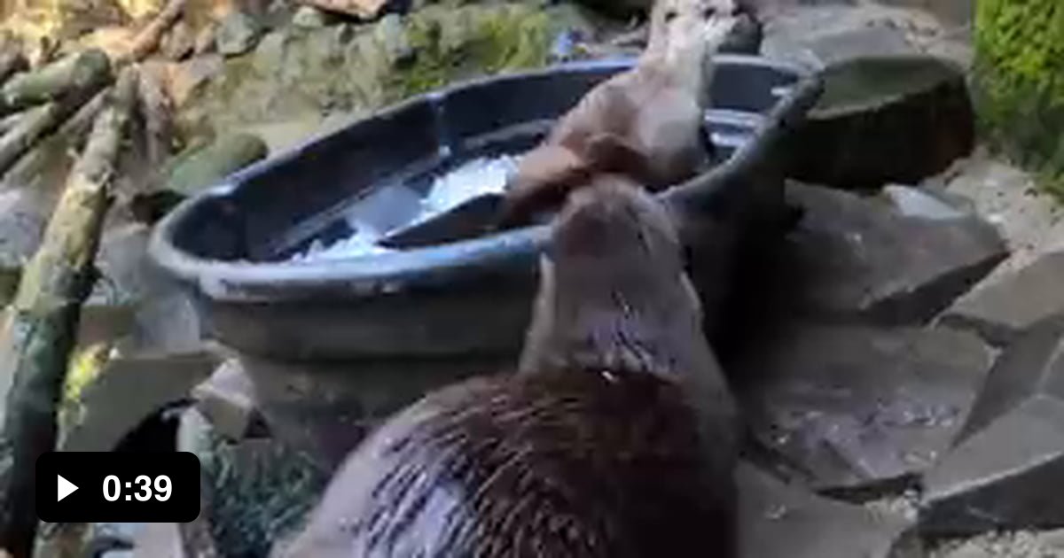 Cooling down with ice cubes - 9GAG