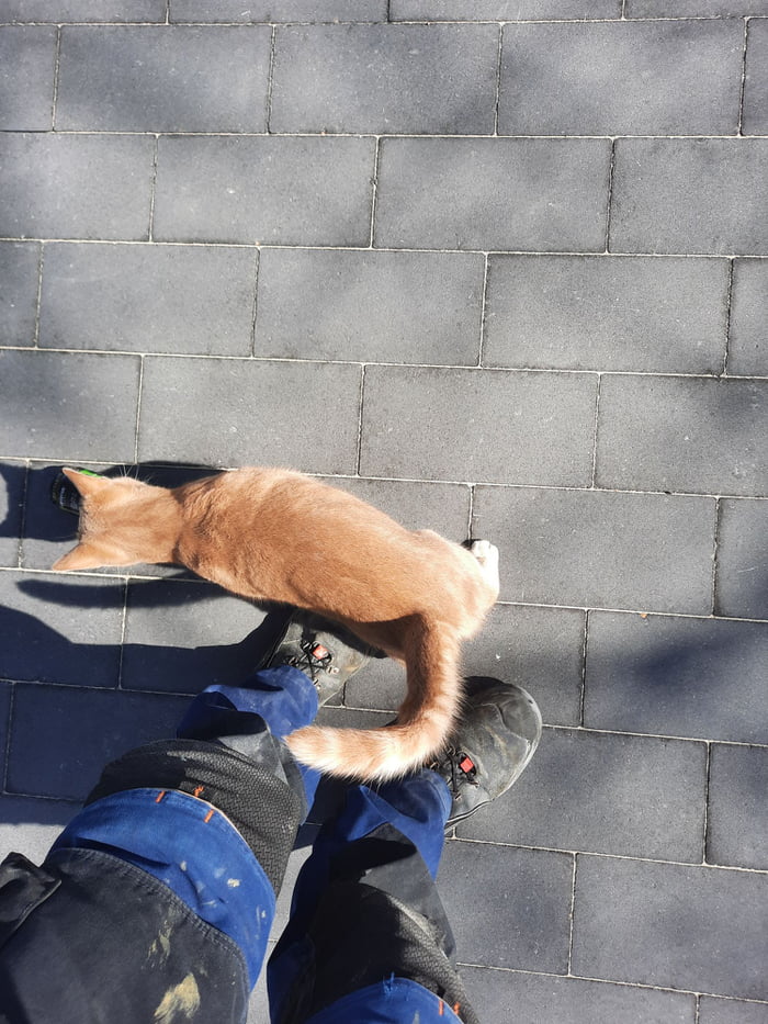 Schmuse Gatze auf der Arbeit - 9GAG