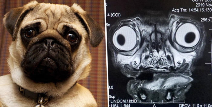 This is what Pug's MRI scan looks like. - 9GAG