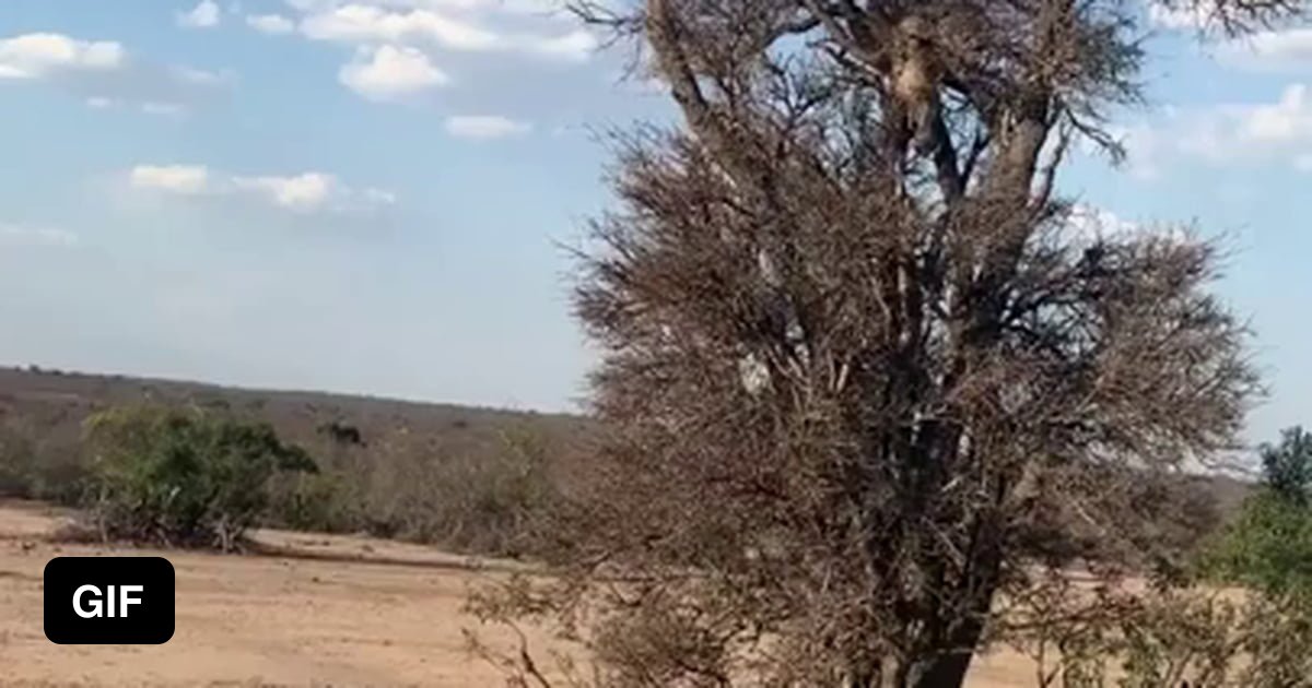 Leopard chasing down a Monkey in a tree - 9GAG