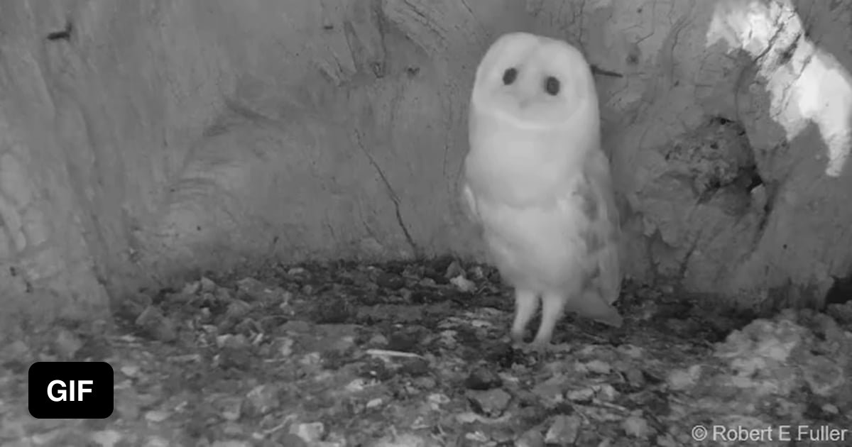 Scared bird by the lightening - 9GAG