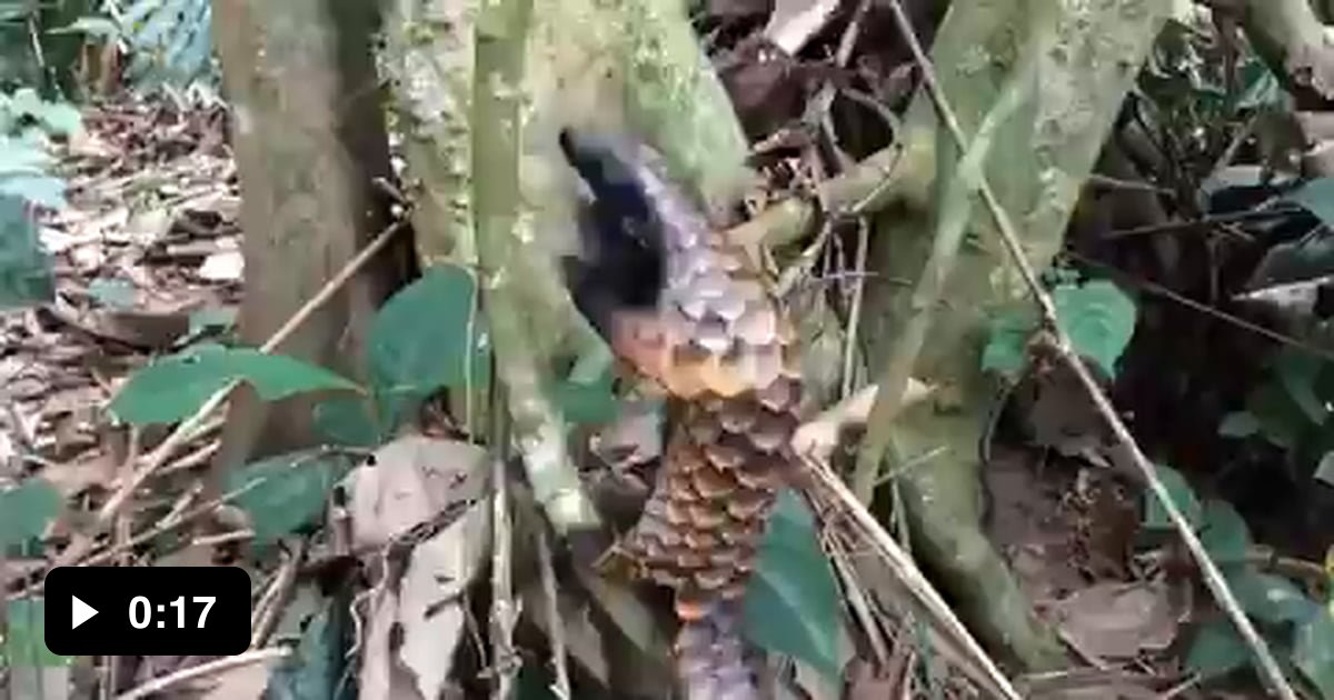 This is how Pangolins climb trees! What a magnificent animal! - 9GAG