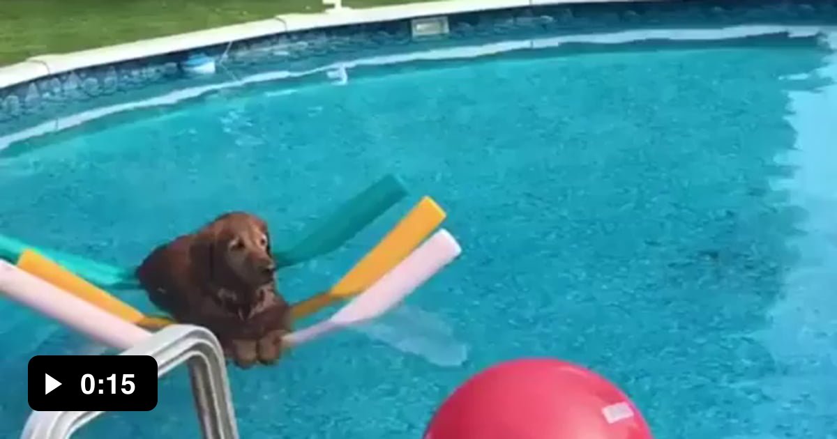 Doggo Peacefully Floating in the Swimming Pool - 9GAG