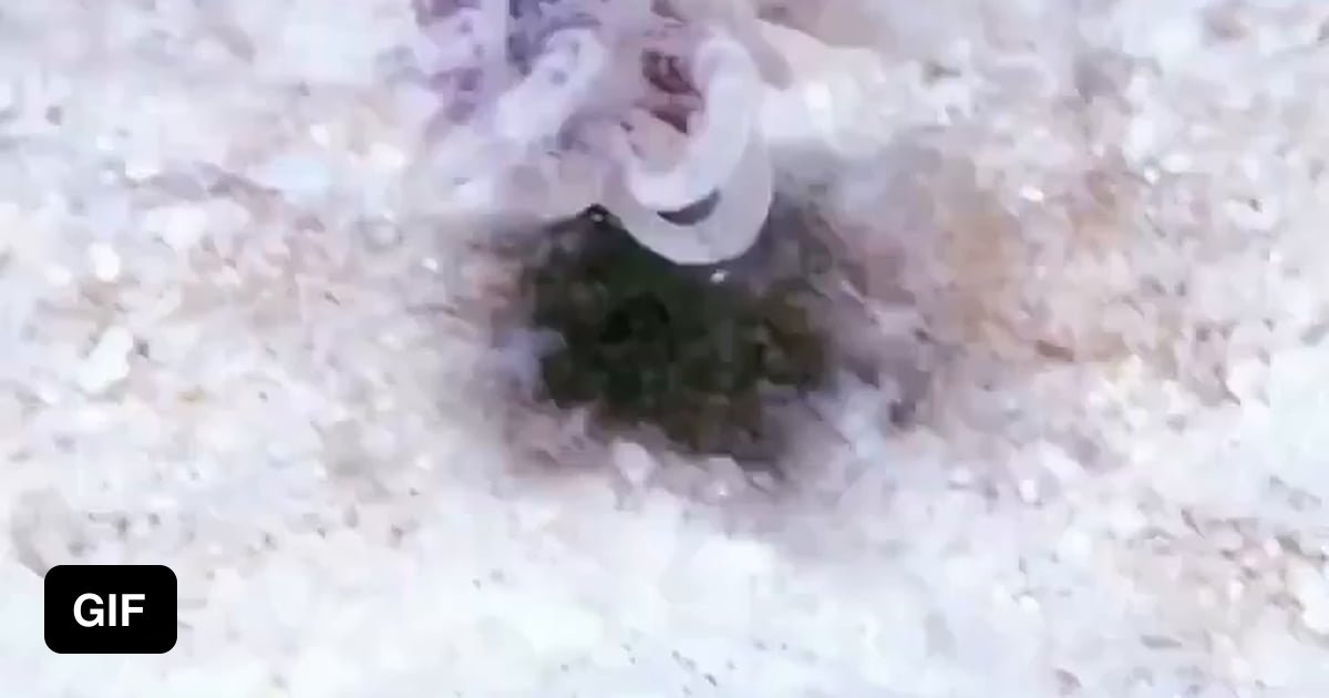 A dancing anemone filmed in the Maldives. via sideytheshark/ig - 9GAG