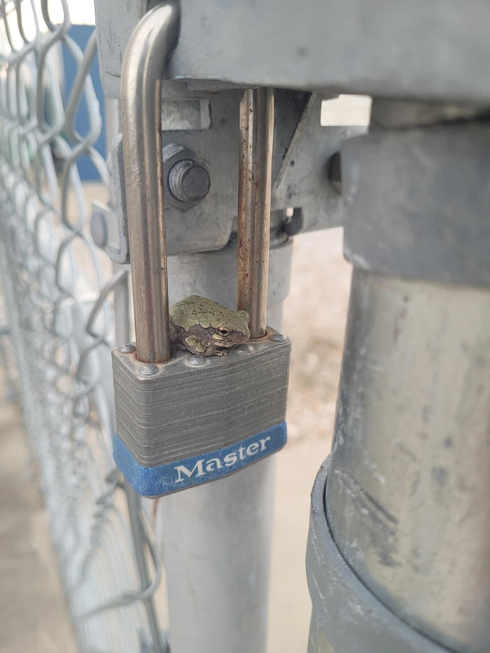 The Lock Frog, Guardian of the Gates - 9GAG