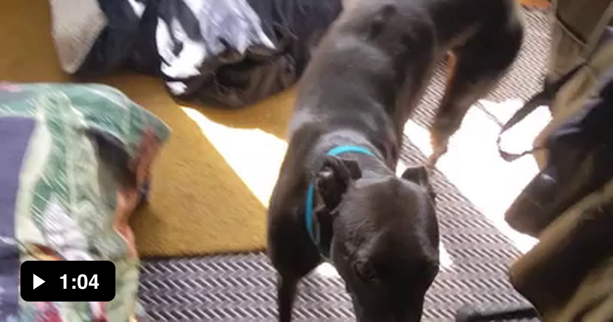 Tippy tapping for dinner time - 9GAG