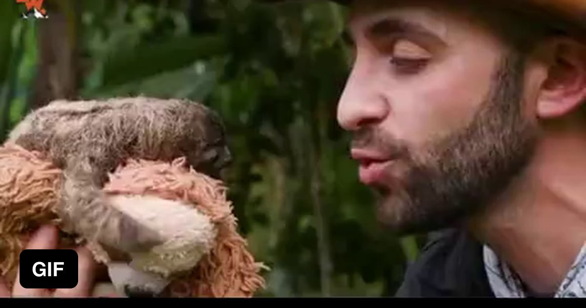 Baby sloth savage attack - 9GAG