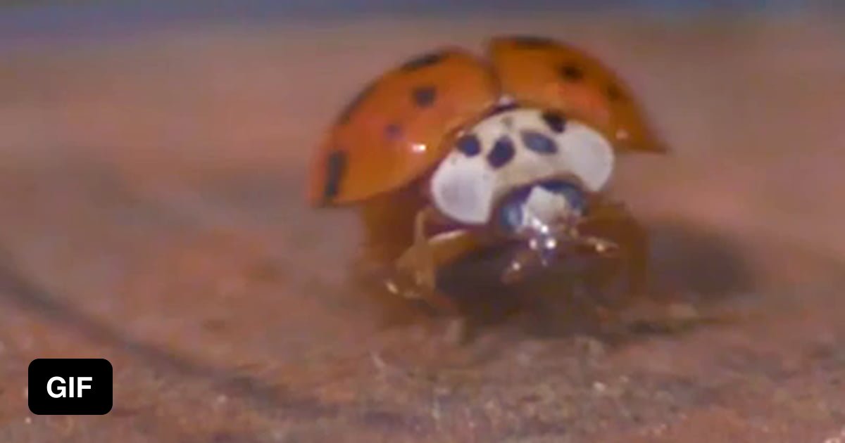 Ladybug taking off in slow motion - 9GAG