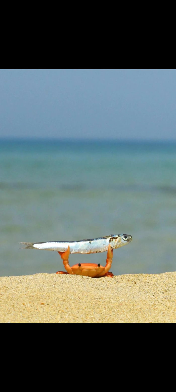 Victor the Master Baiter - 9GAG