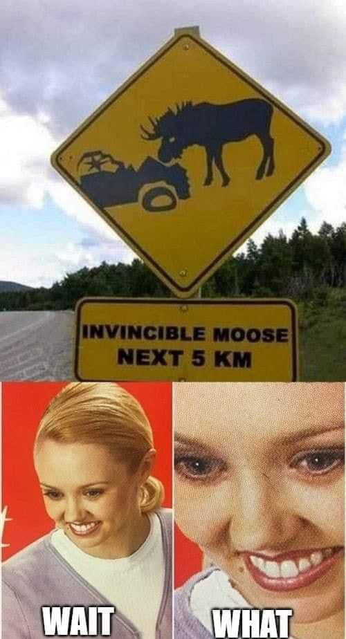 Invincible Moose, the Canadian monster in the next 5 KM - 9GAG