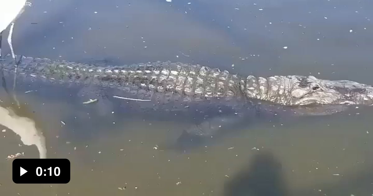 Great egret catching a convenient ride on the tail of an alligator - 9GAG