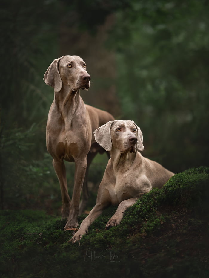 Two gorgeous Weimaraners I photographed last year - 9GAG