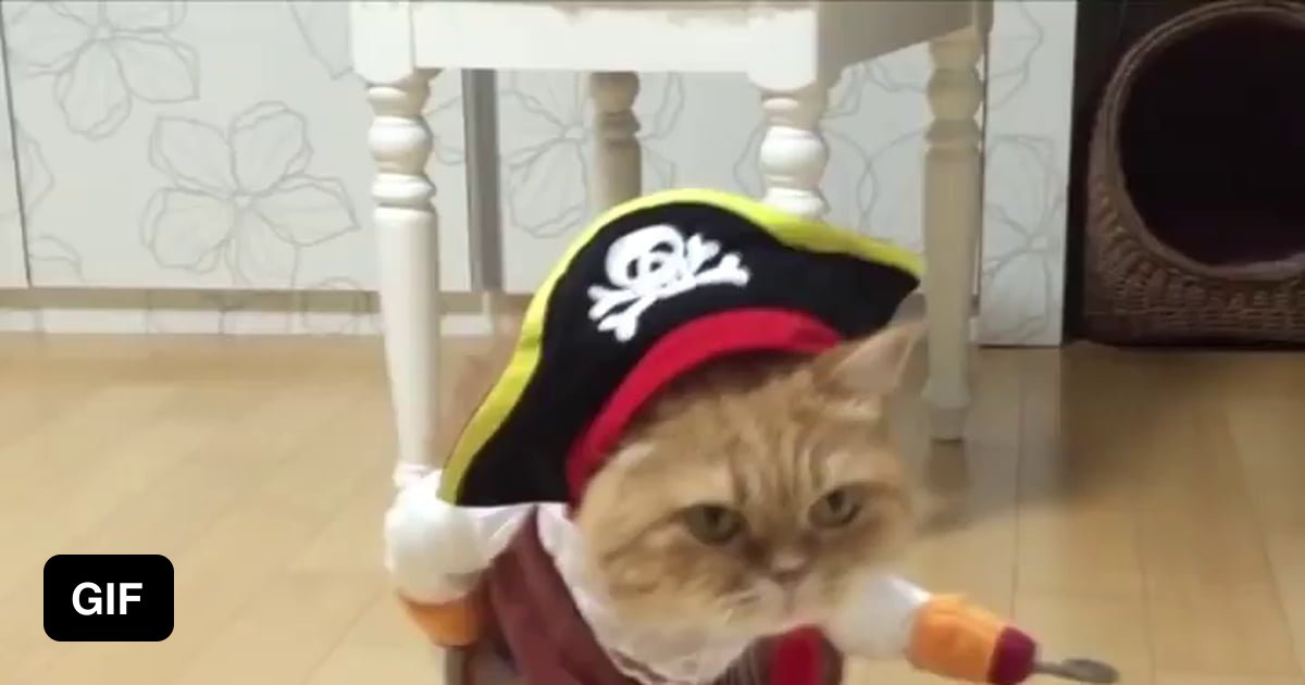 Blackbeard's Cat - 9GAG