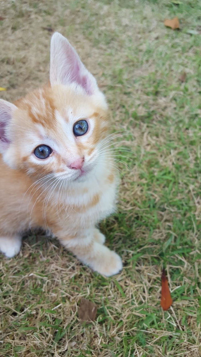 I think I should call him Bowie - 9GAG