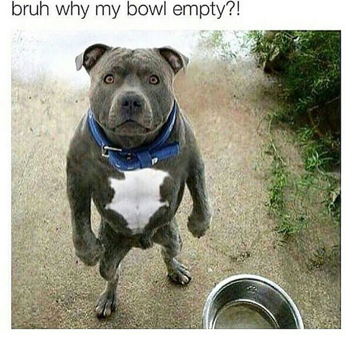 Hungry doggo, strong doggo - 9GAG