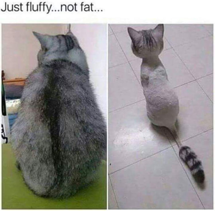 Just fluffy not fat - 9GAG